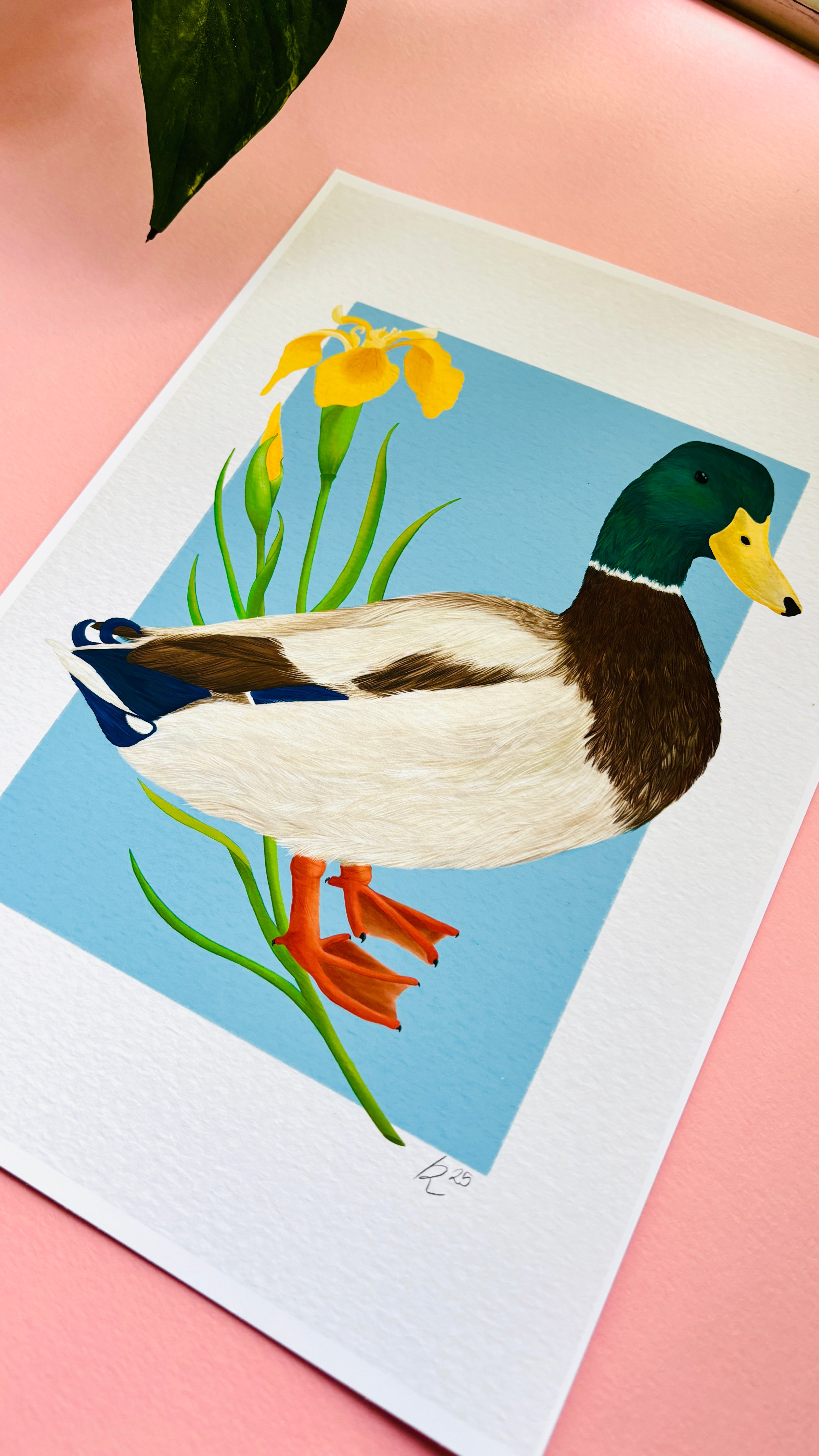 Mallard Duck Art Print- British Wildlife Illustration for Nature Lover ...